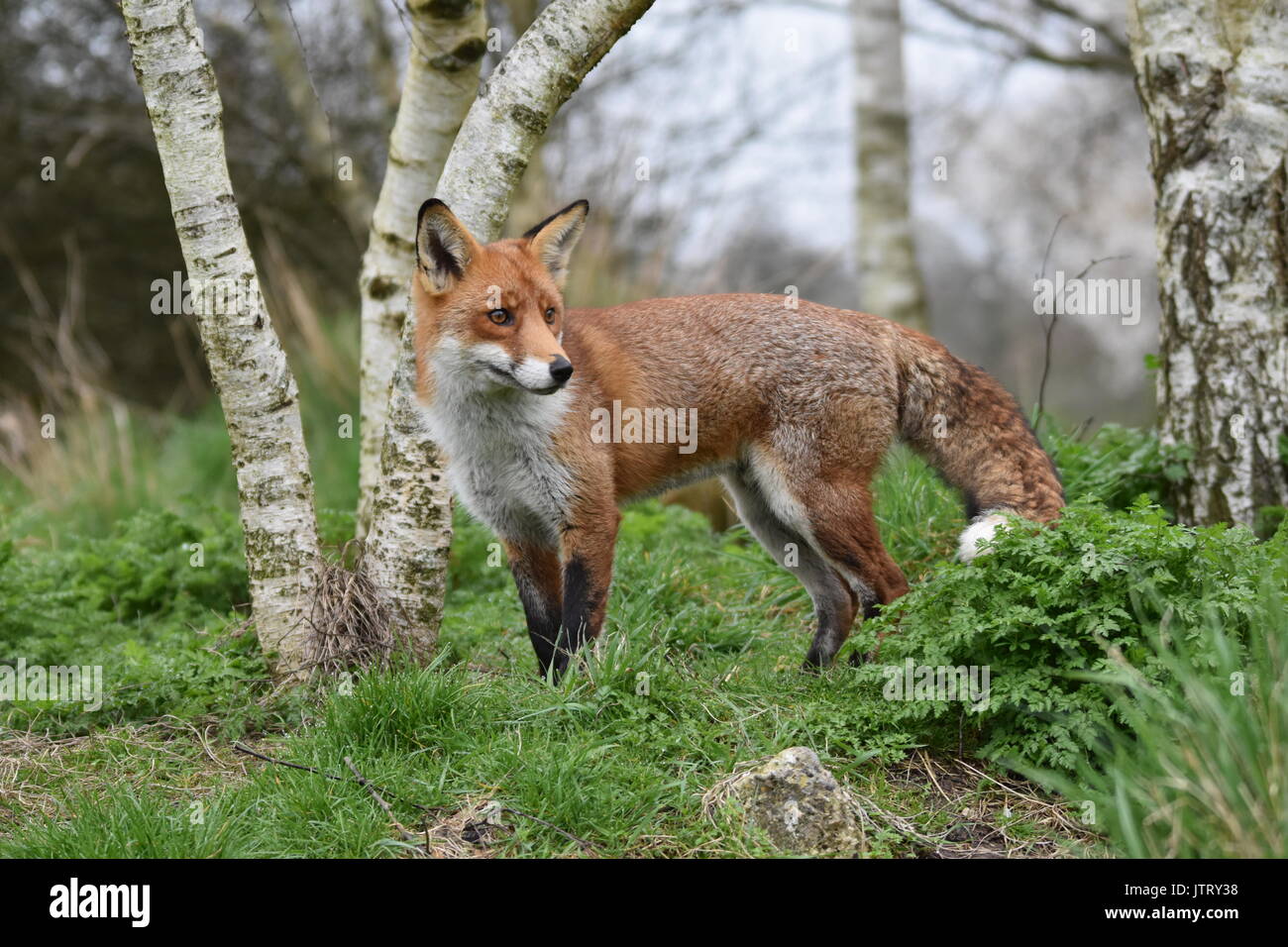 Adult Red British fox Stock Photo - Alamy