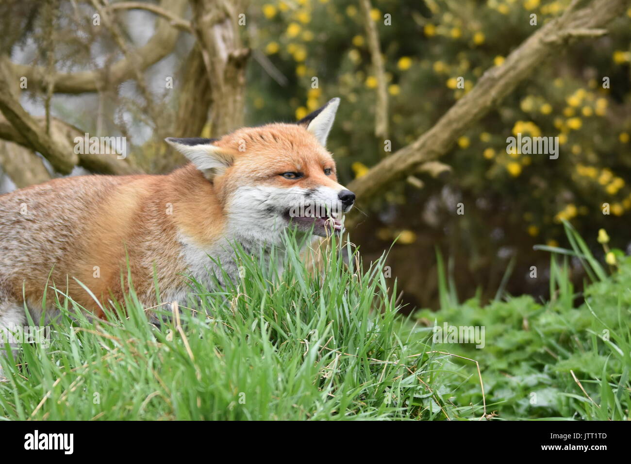 Adult Red British fox Stock Photo - Alamy