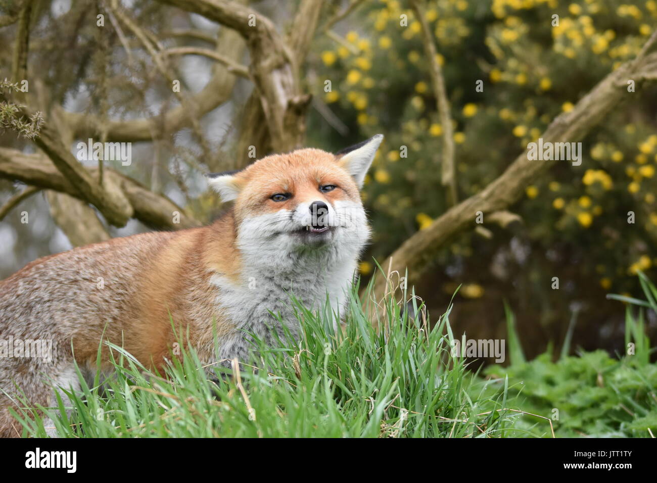 Adult Red British fox Stock Photo - Alamy