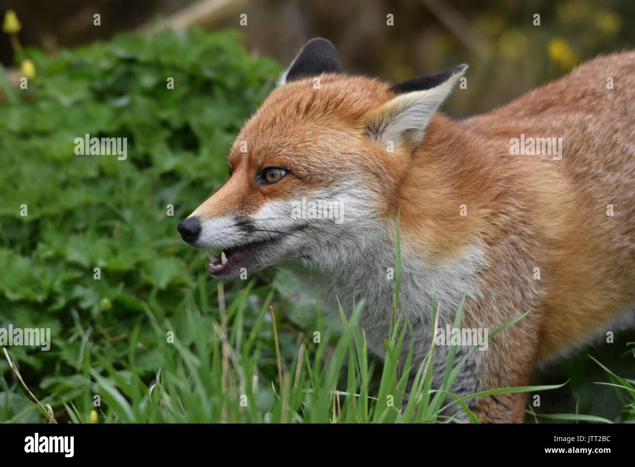 Adult Red British fox Stock Photo - Alamy
