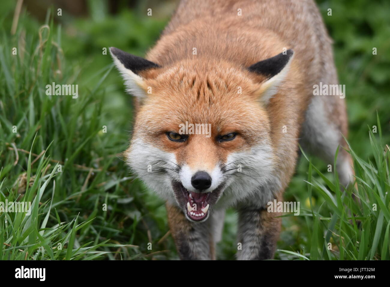 Adult Red British fox Stock Photo - Alamy