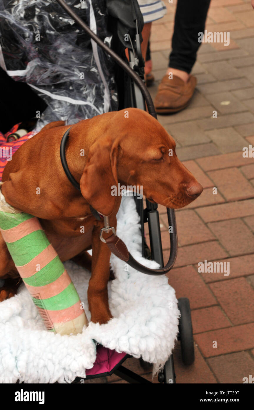 Fractures, dog hi-res stock photography and images - Alamy