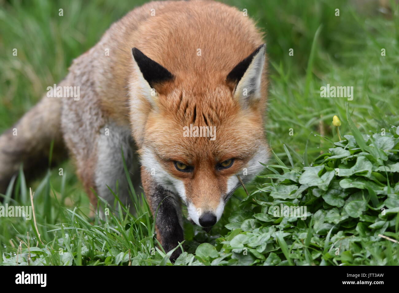 Adult Red British fox Stock Photo - Alamy