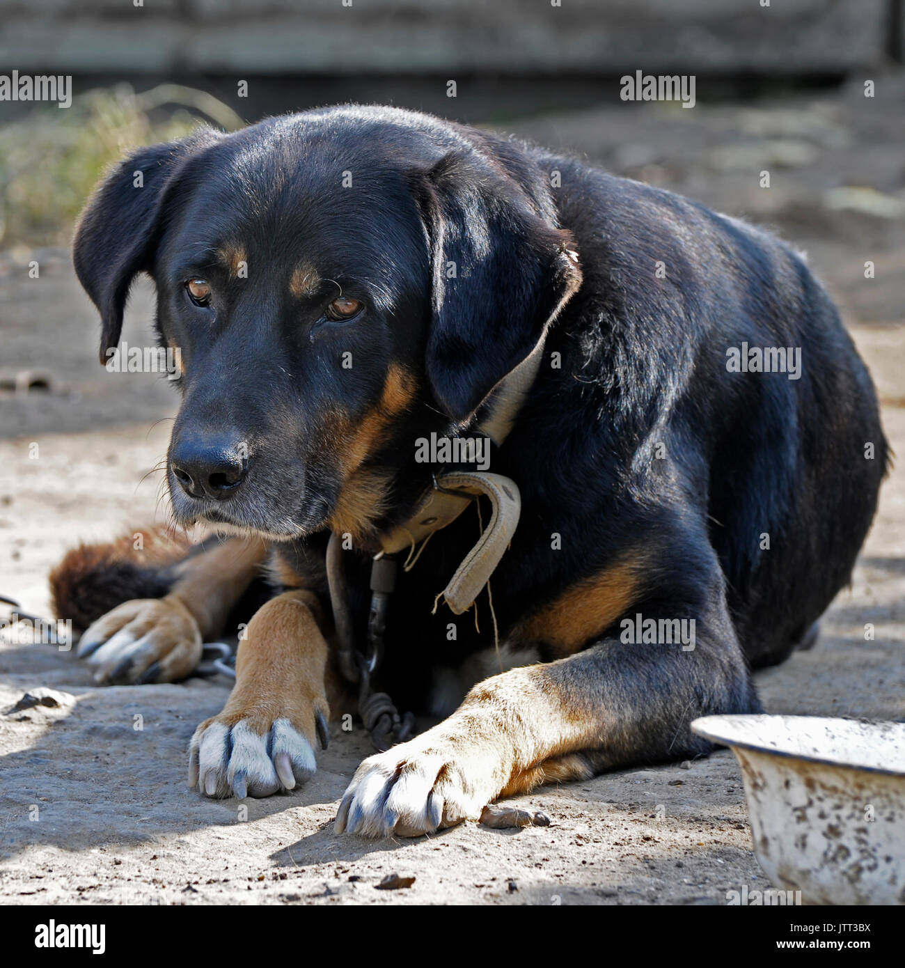 Big black dog on chain hi-res stock photography and images - Alamy