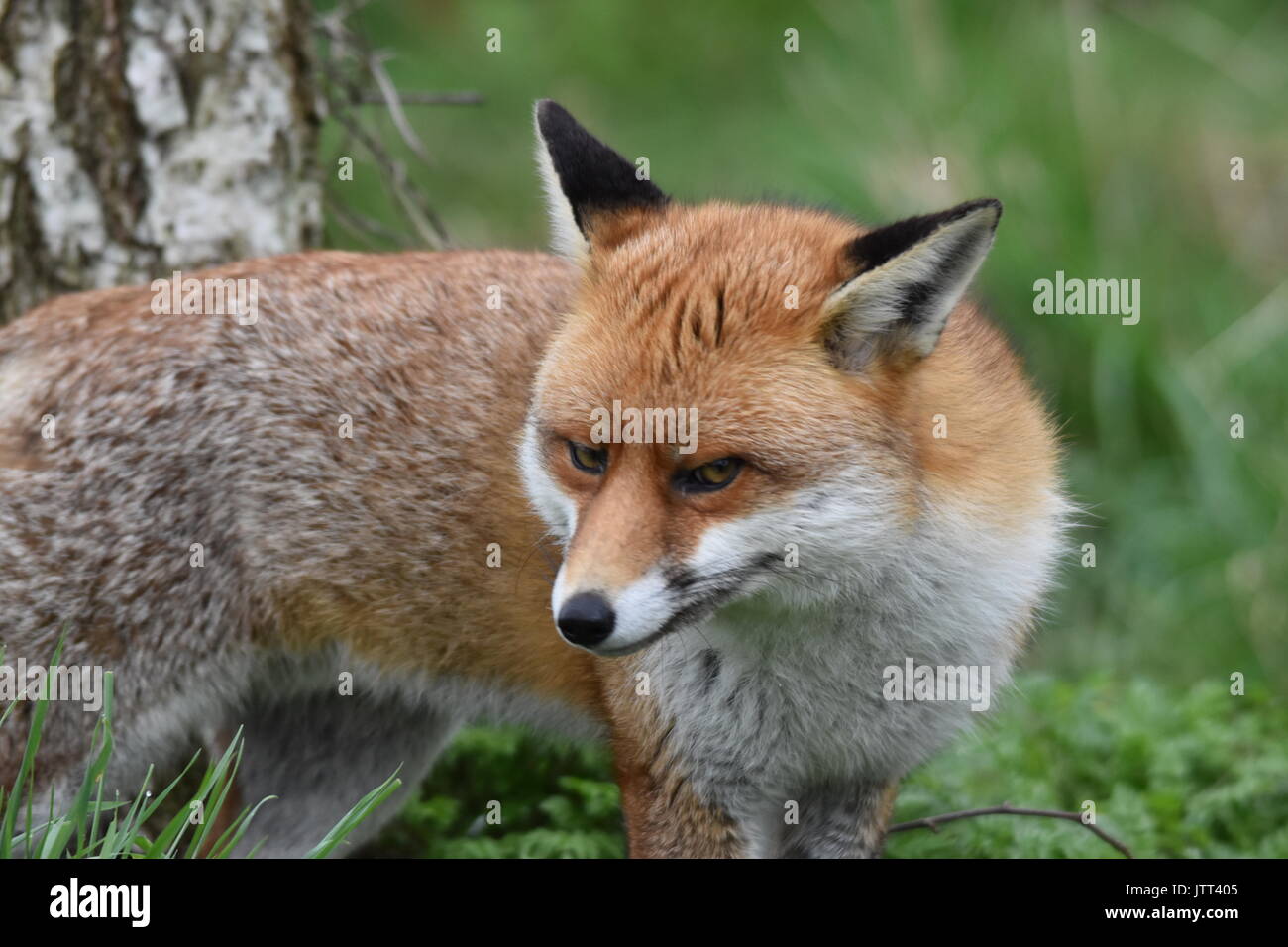Adult Red British fox Stock Photo - Alamy