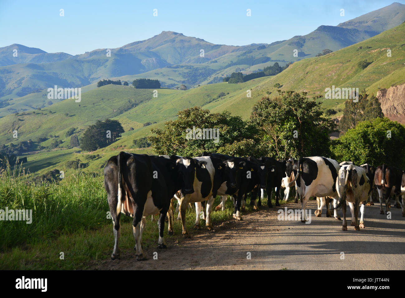 New zealand cattle cows hi-res stock photography and images - Alamy