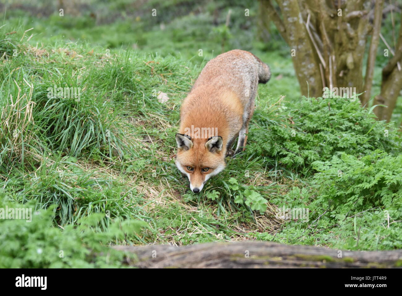 Adult Red British fox Stock Photo - Alamy