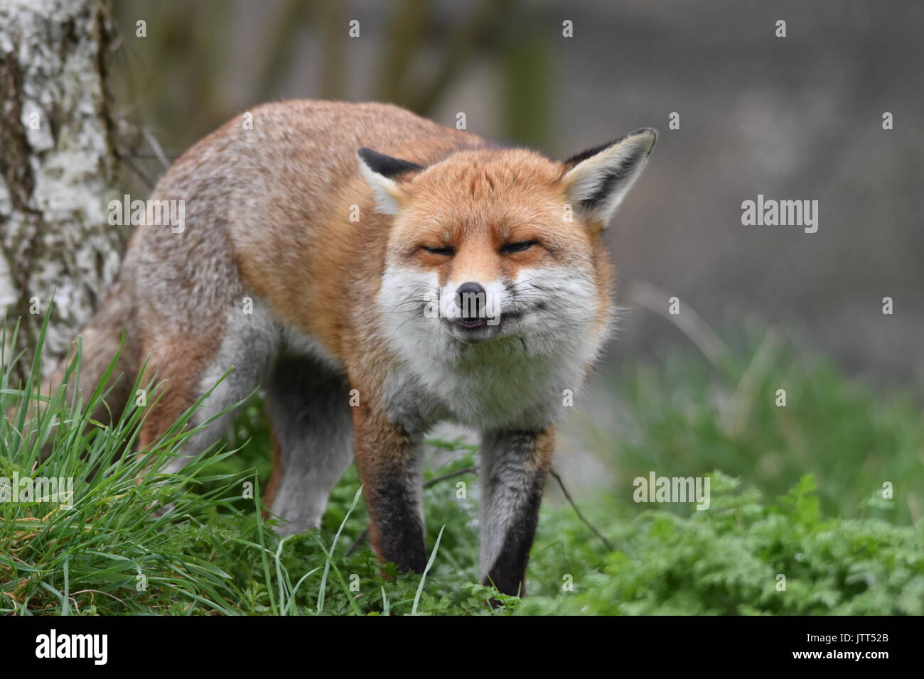 British fox hi-res stock photography and images - Alamy