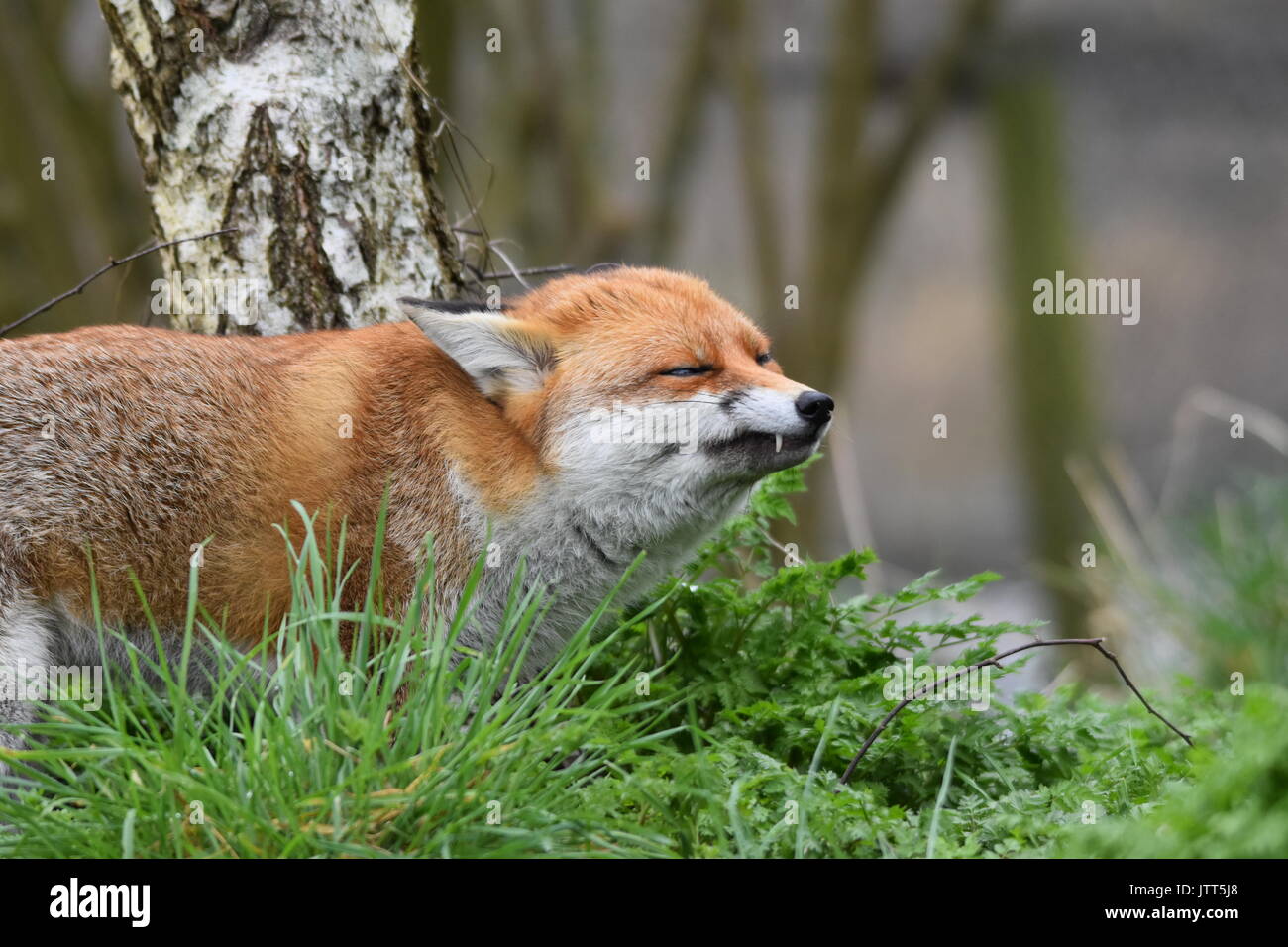 Adult Red British fox Stock Photo - Alamy