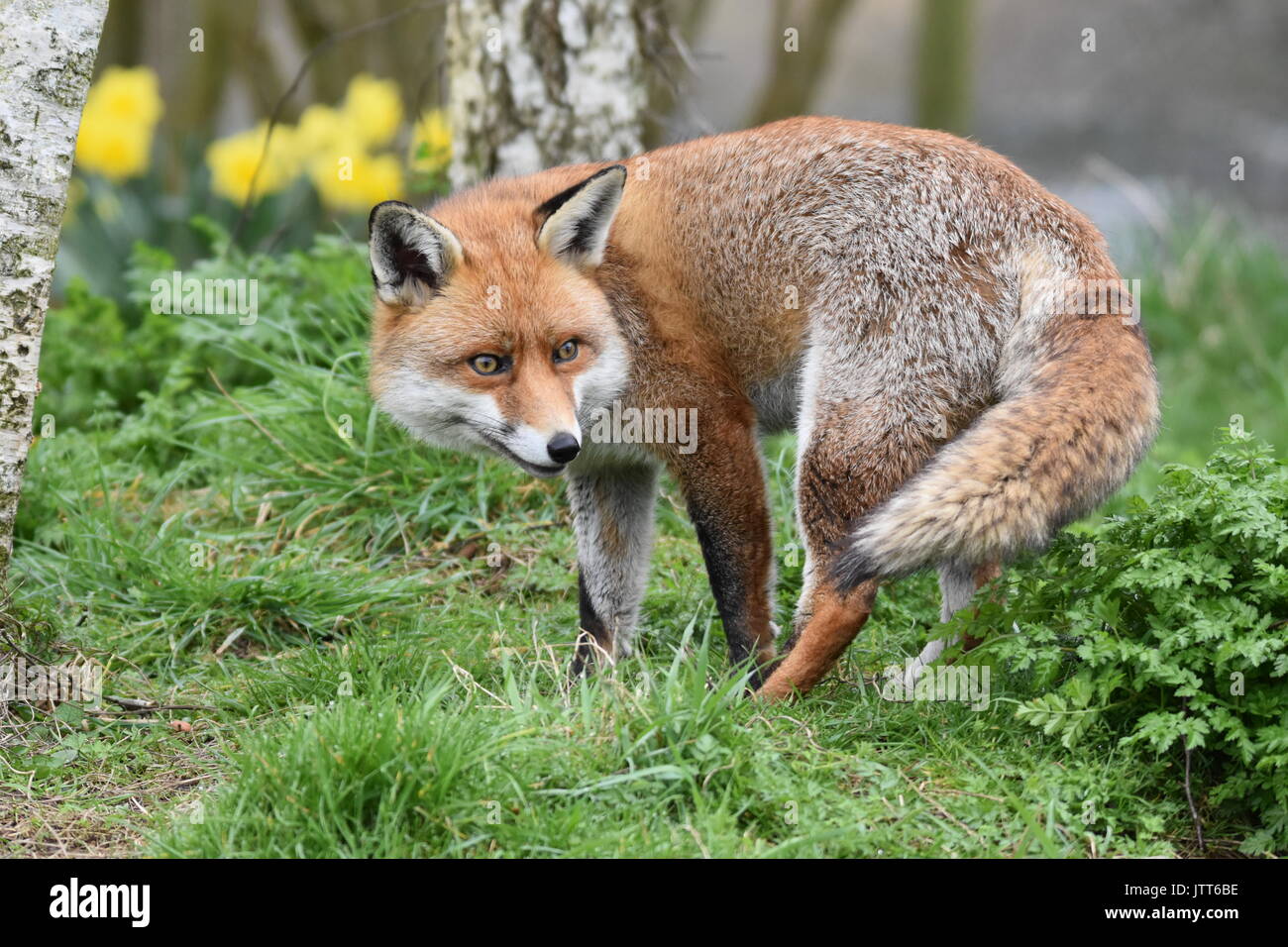 Adult Red British fox Stock Photo - Alamy
