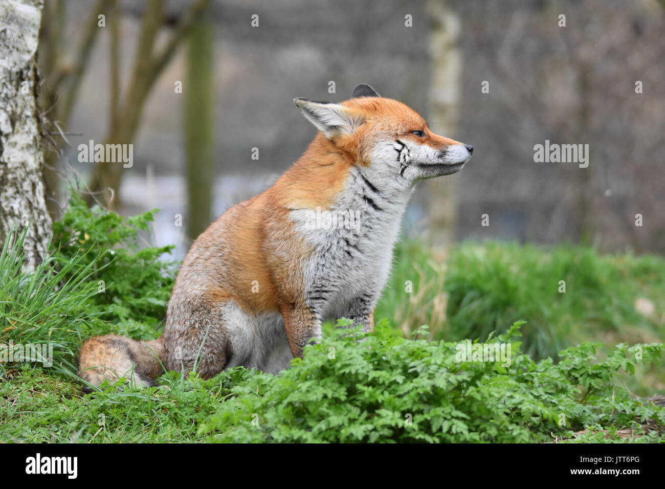 Adult Red British fox Stock Photo - Alamy