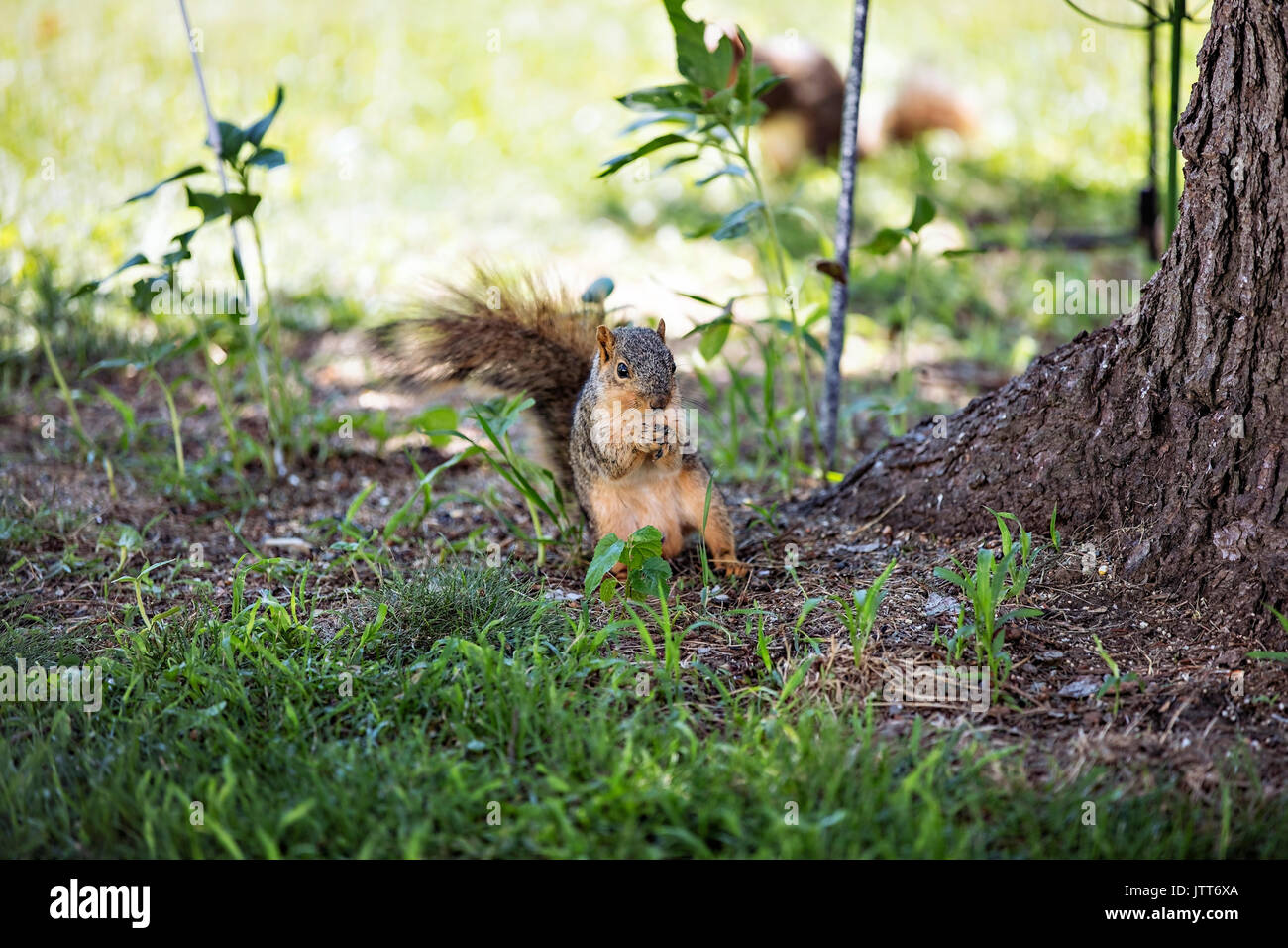 Animals/ Outdoors/ Flowers/ Rust Stock Photo - Alamy