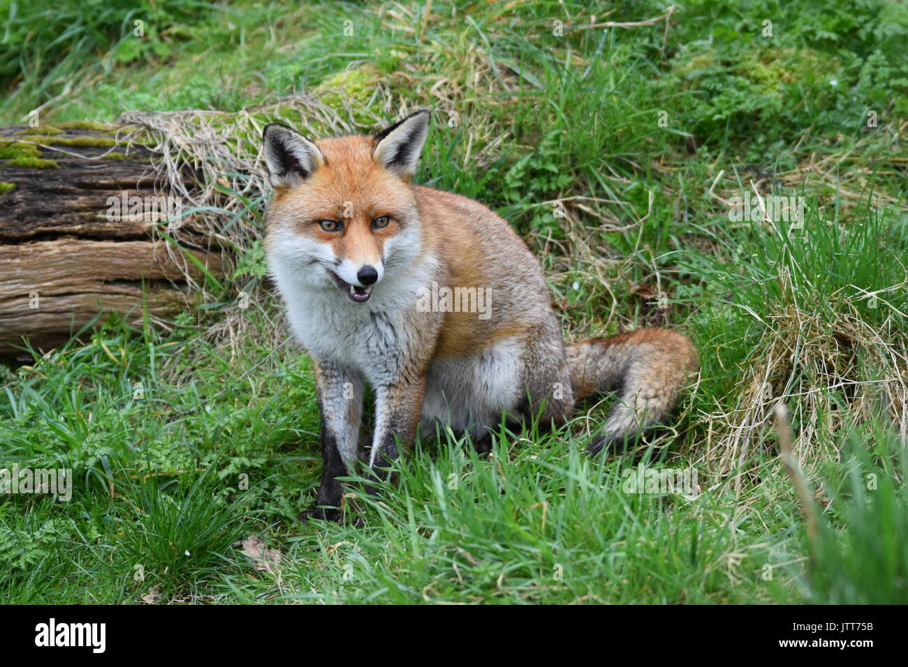 Adult Red British fox Stock Photo - Alamy