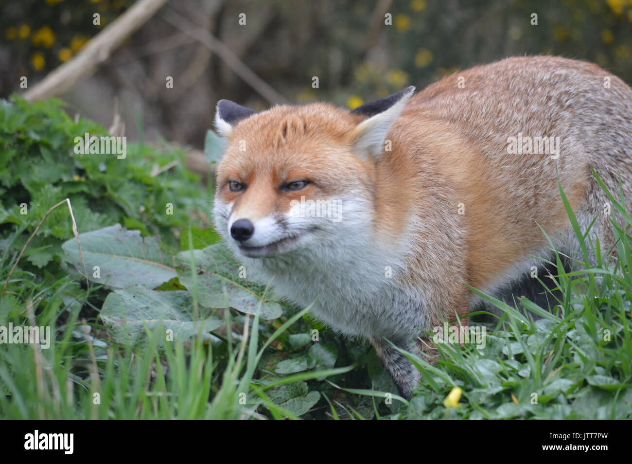 Adult Red British fox Stock Photo - Alamy