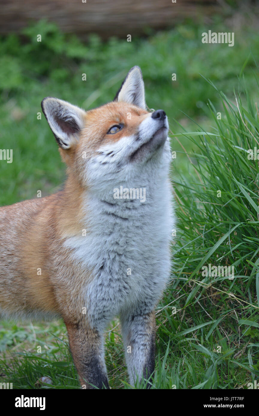 Adult Red British fox Stock Photo - Alamy
