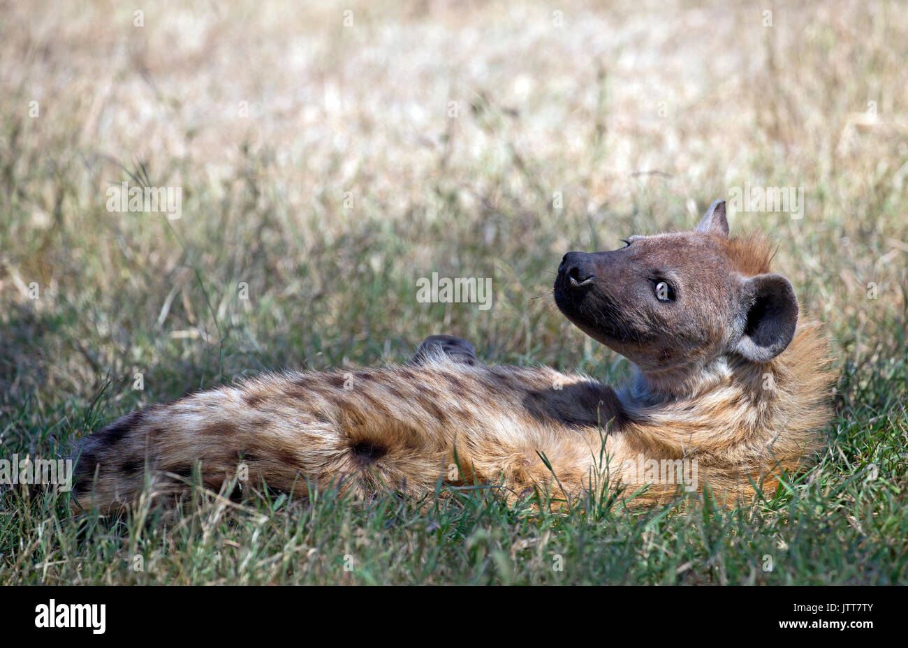 Wild hyena under a tree Stock Photo - Alamy