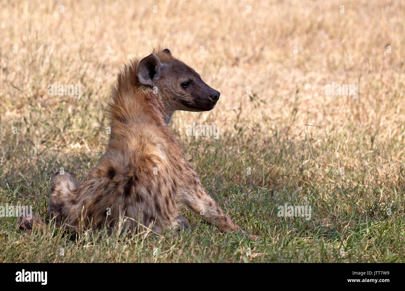 Wild hyena under a tree Stock Photo - Alamy
