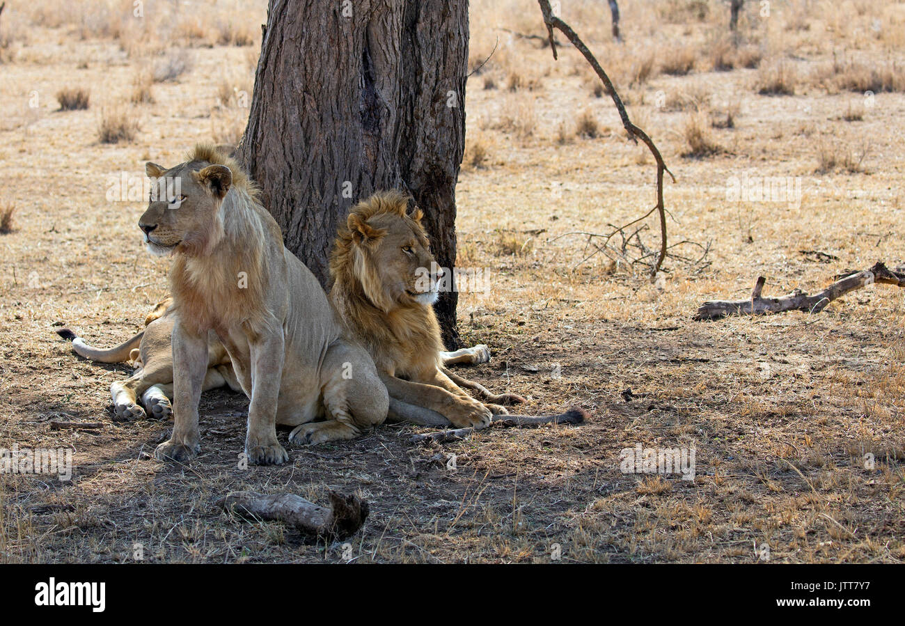 African lions mating national park hi-res stock photography and images ...