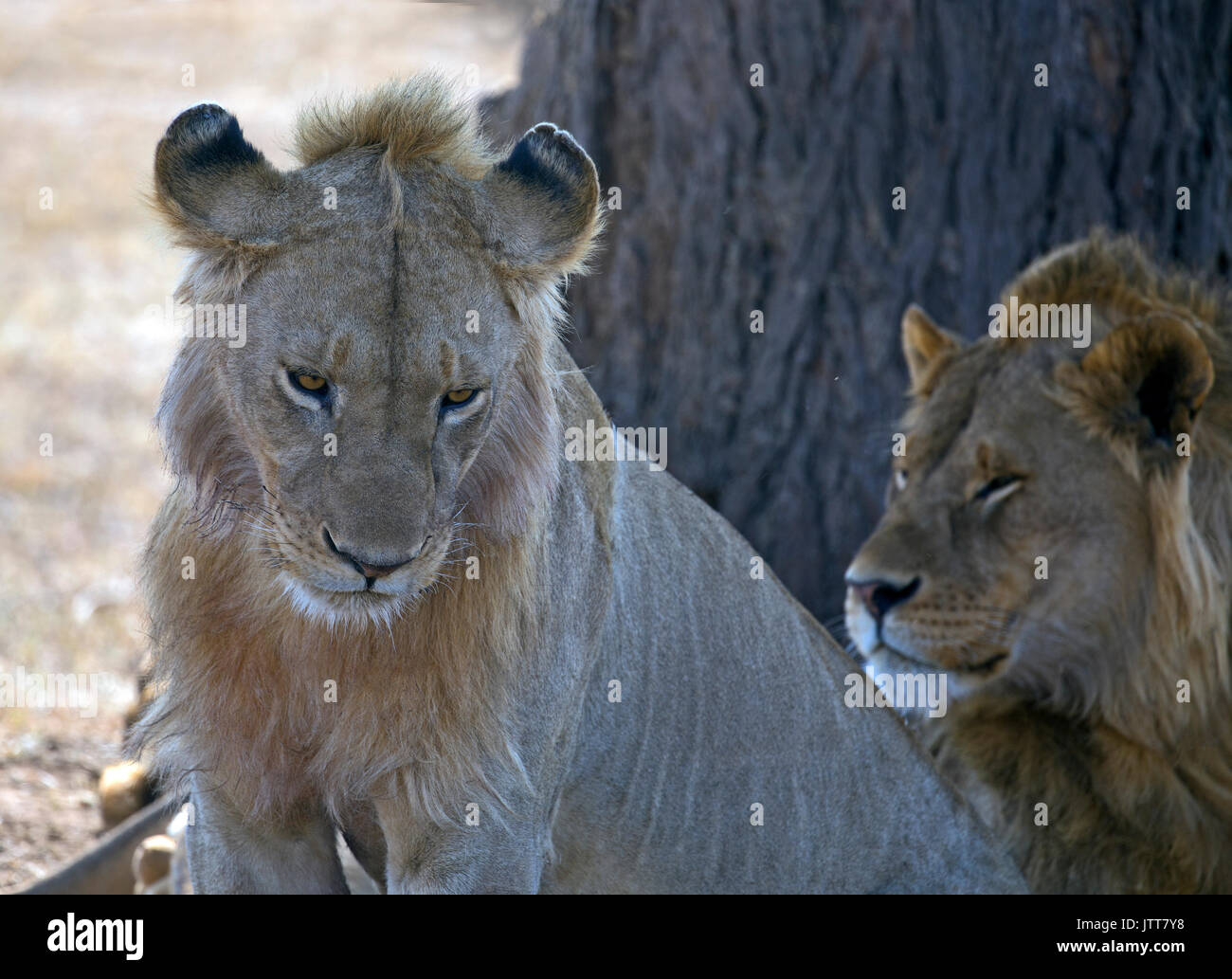 Male lions together hi-res stock photography and images - Alamy