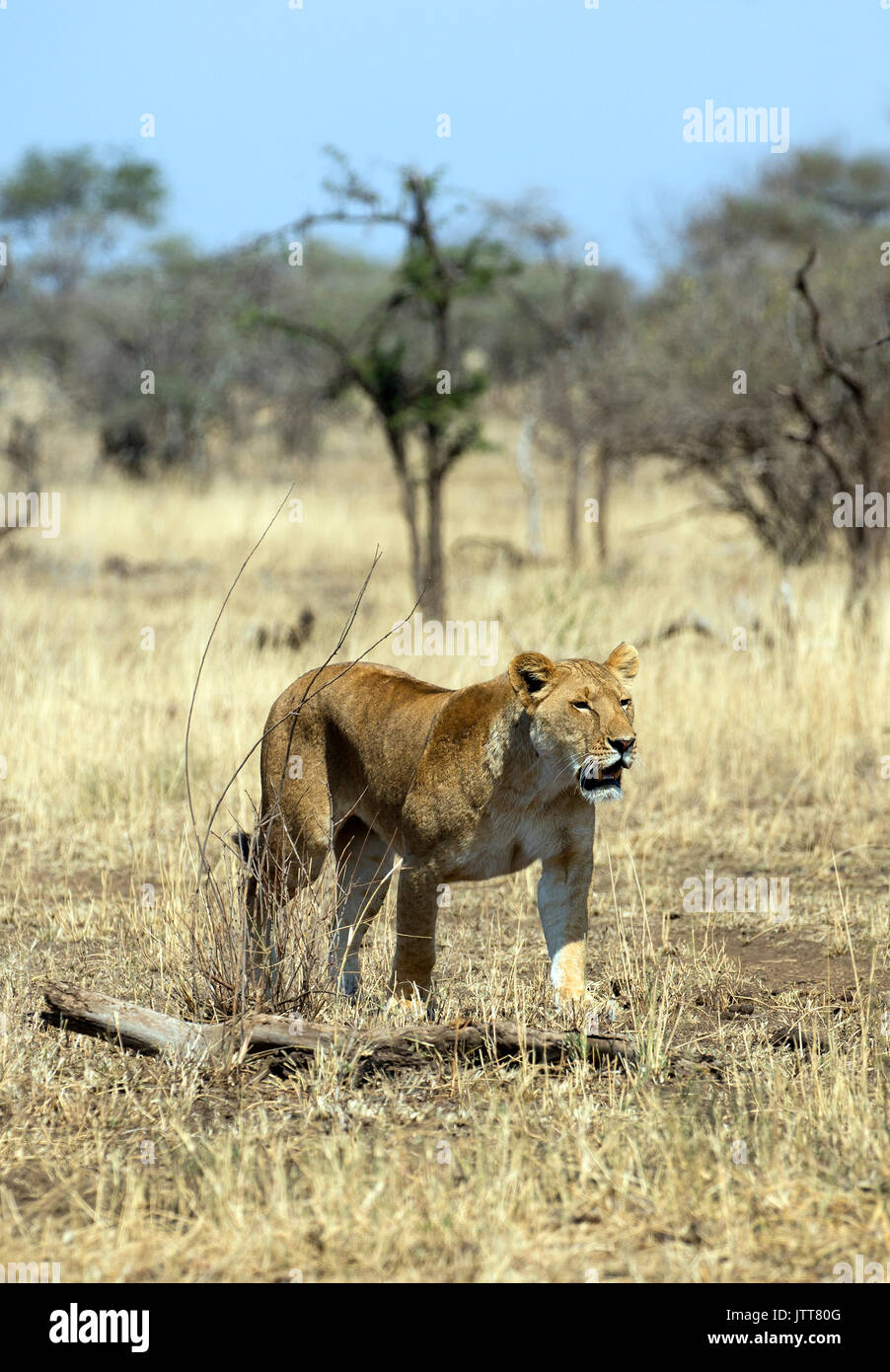 Wild african female lion hi-res stock photography and images - Alamy