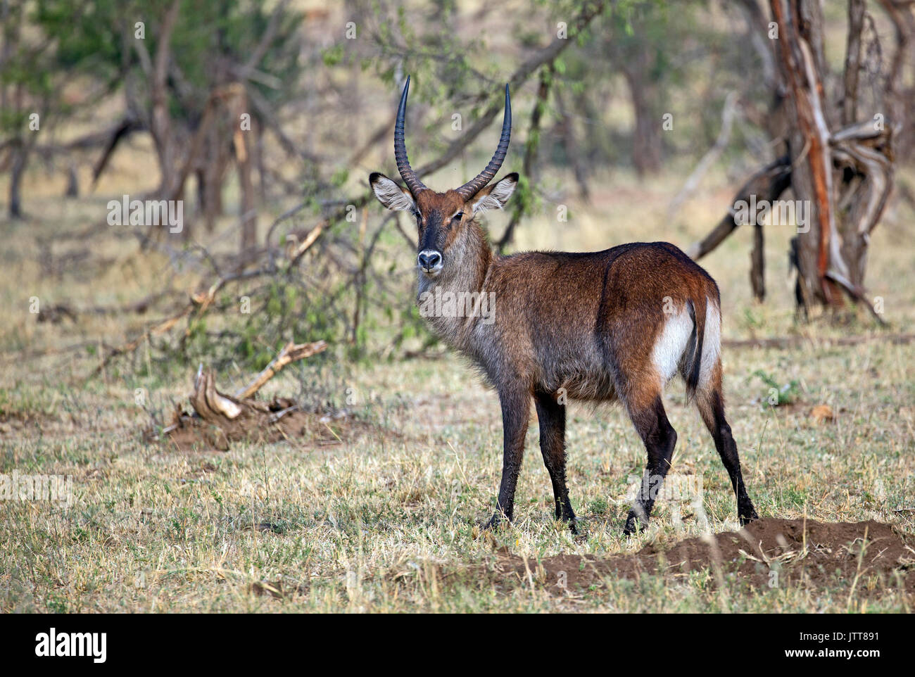 Waterbuck tanzania hi-res stock photography and images - Alamy