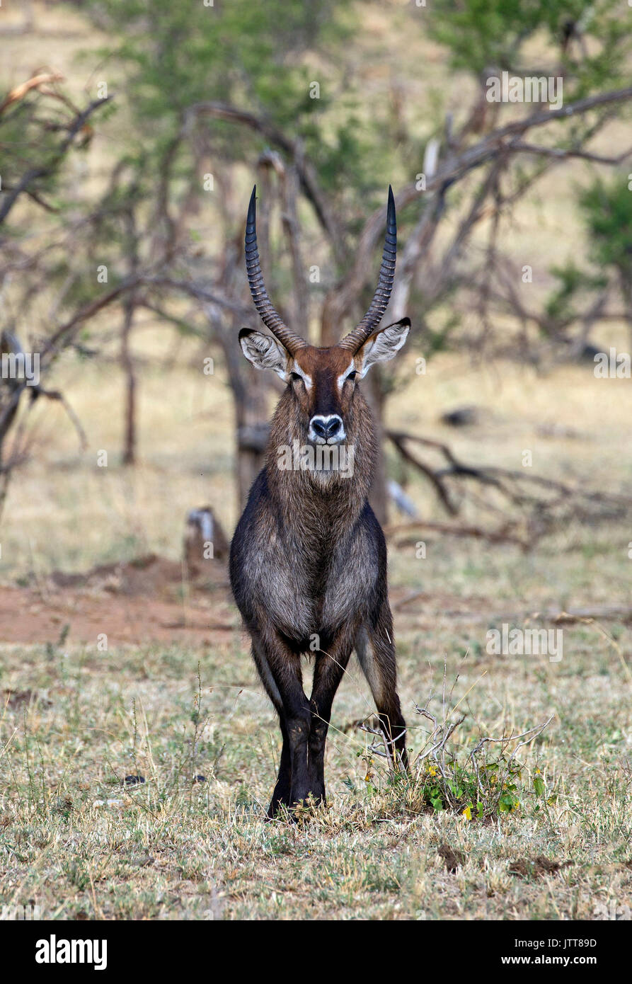 Waterbuck tanzania hi-res stock photography and images - Alamy