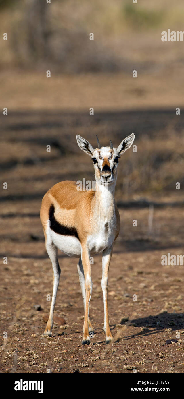 Thomsons gazelle grass hi-res stock photography and images - Alamy