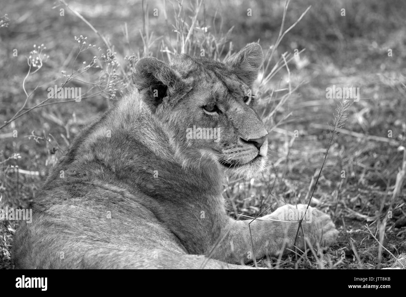 Young lion portrait Stock Photo - Alamy