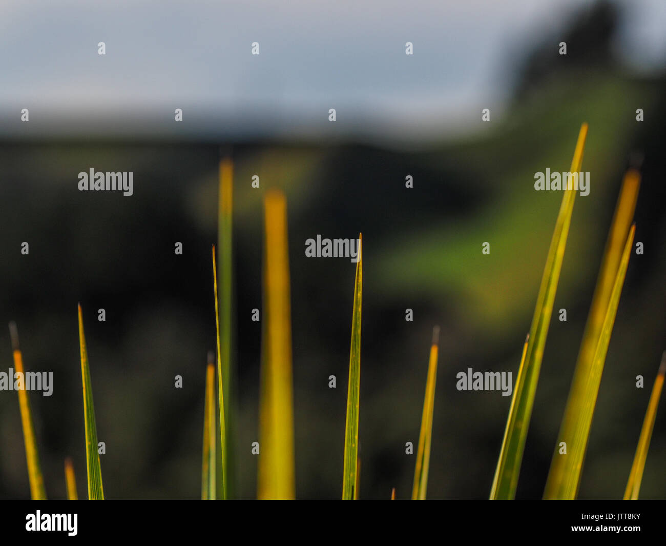 Cabbage tree leaves hi-res stock photography and images - Alamy