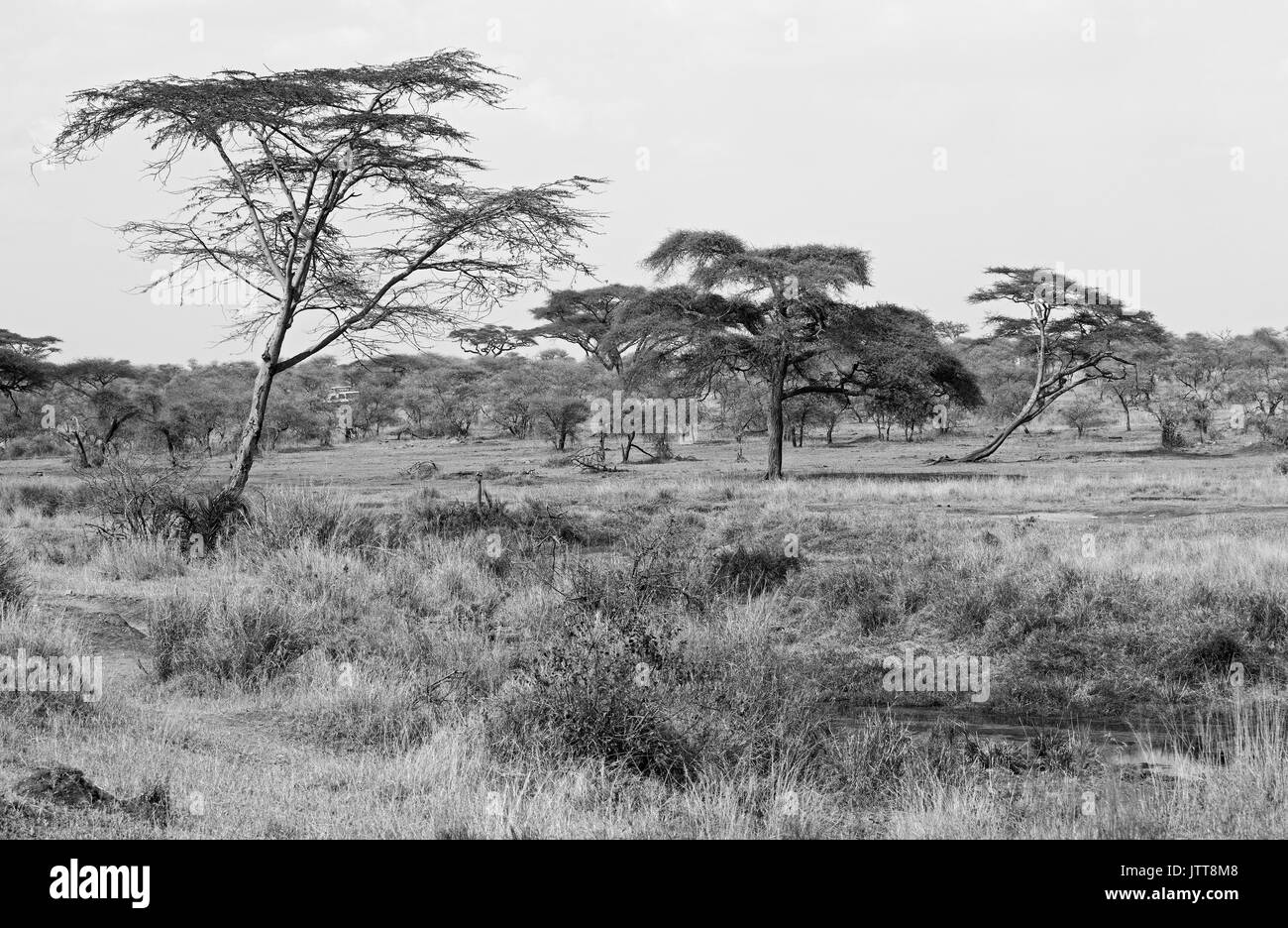 Savanna tree shrub grass hi-res stock photography and images - Alamy