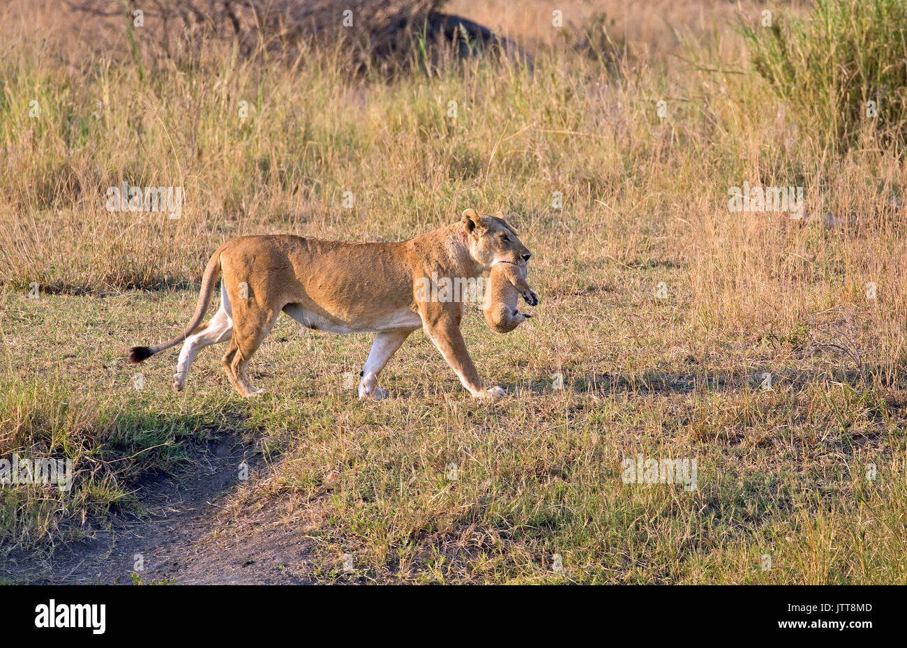 Wild lioness walking with little baby in her mouth, east Africa Stock ...