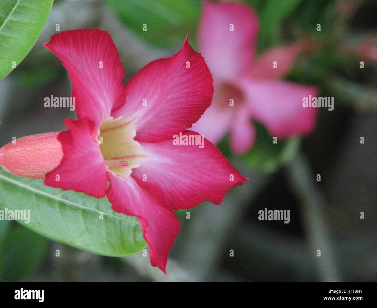 Details of nature hi-res stock photography and images - Alamy