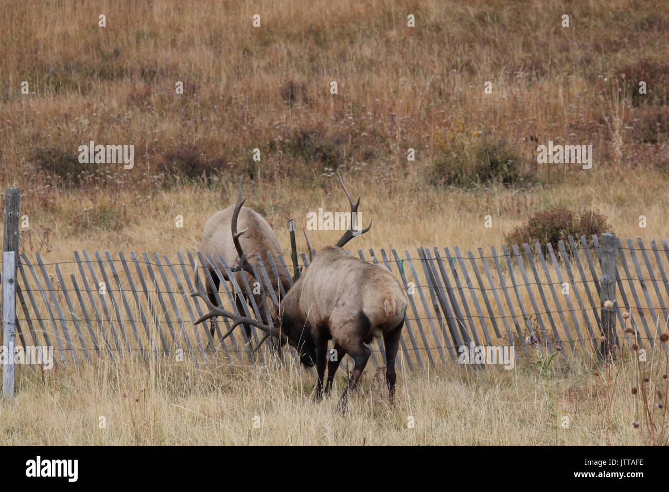 Elk fighting hi-res stock photography and images - Alamy