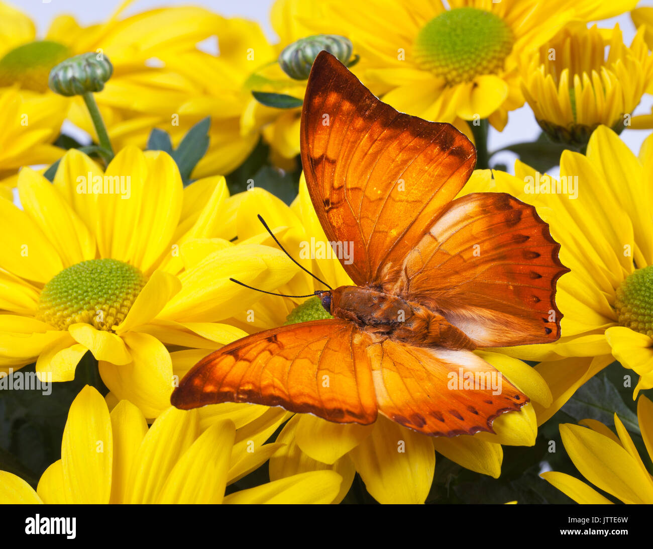 Charaxes distanti hi-res stock photography and images - Alamy