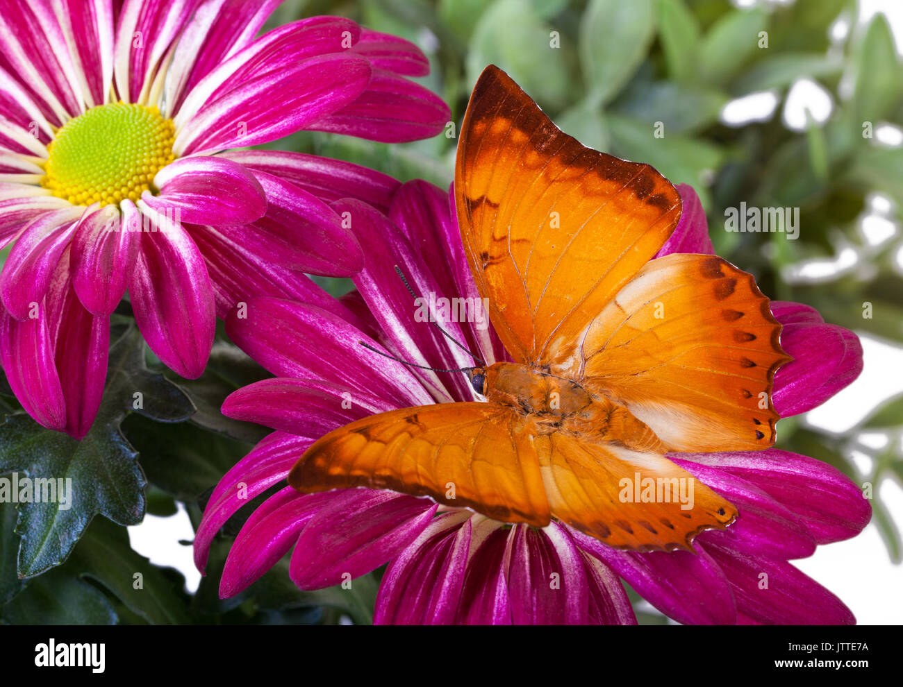 Charaxes distanti hi-res stock photography and images - Alamy