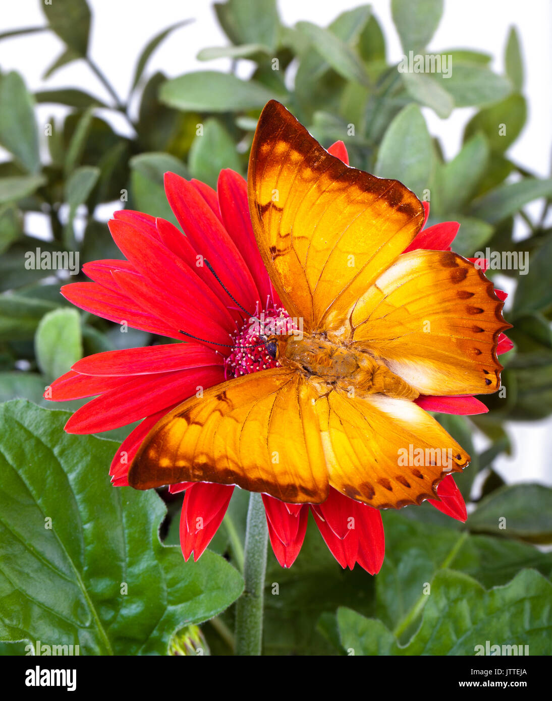Charaxes distanti hi-res stock photography and images - Alamy