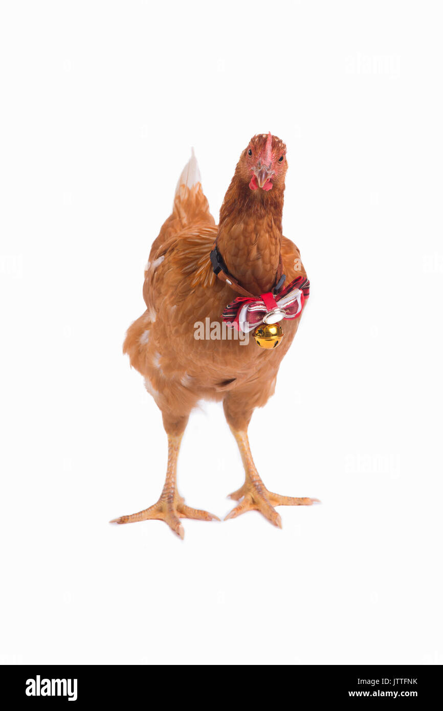 Front view of brown hen standing with red ribbon on neck on white ...