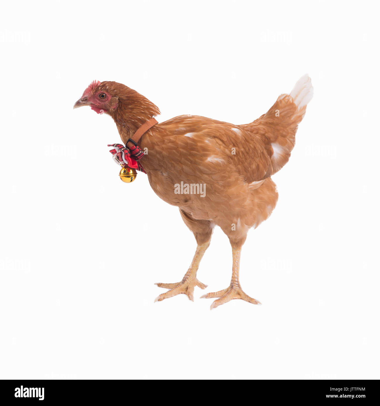 Side view of brown hen standing with red ribbon on neck on white ...