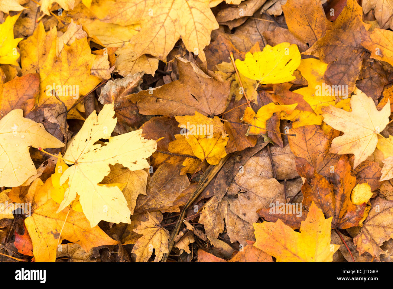 Gold, beige, brown Autumn leaves in Fall Stock Photo - Alamy
