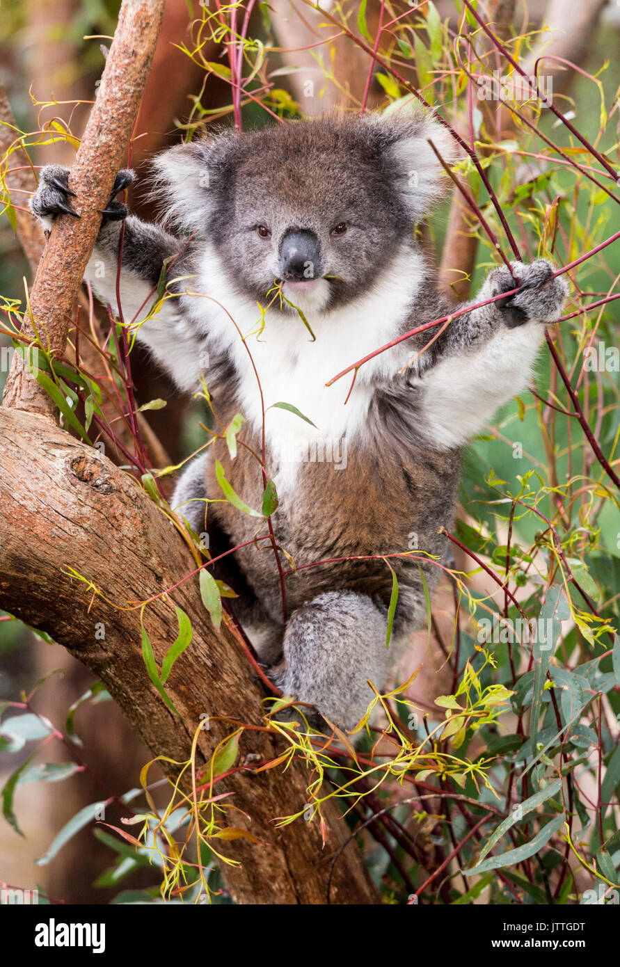 Young Gum Tree Leaves High Resolution Stock Photography and Images - Alamy