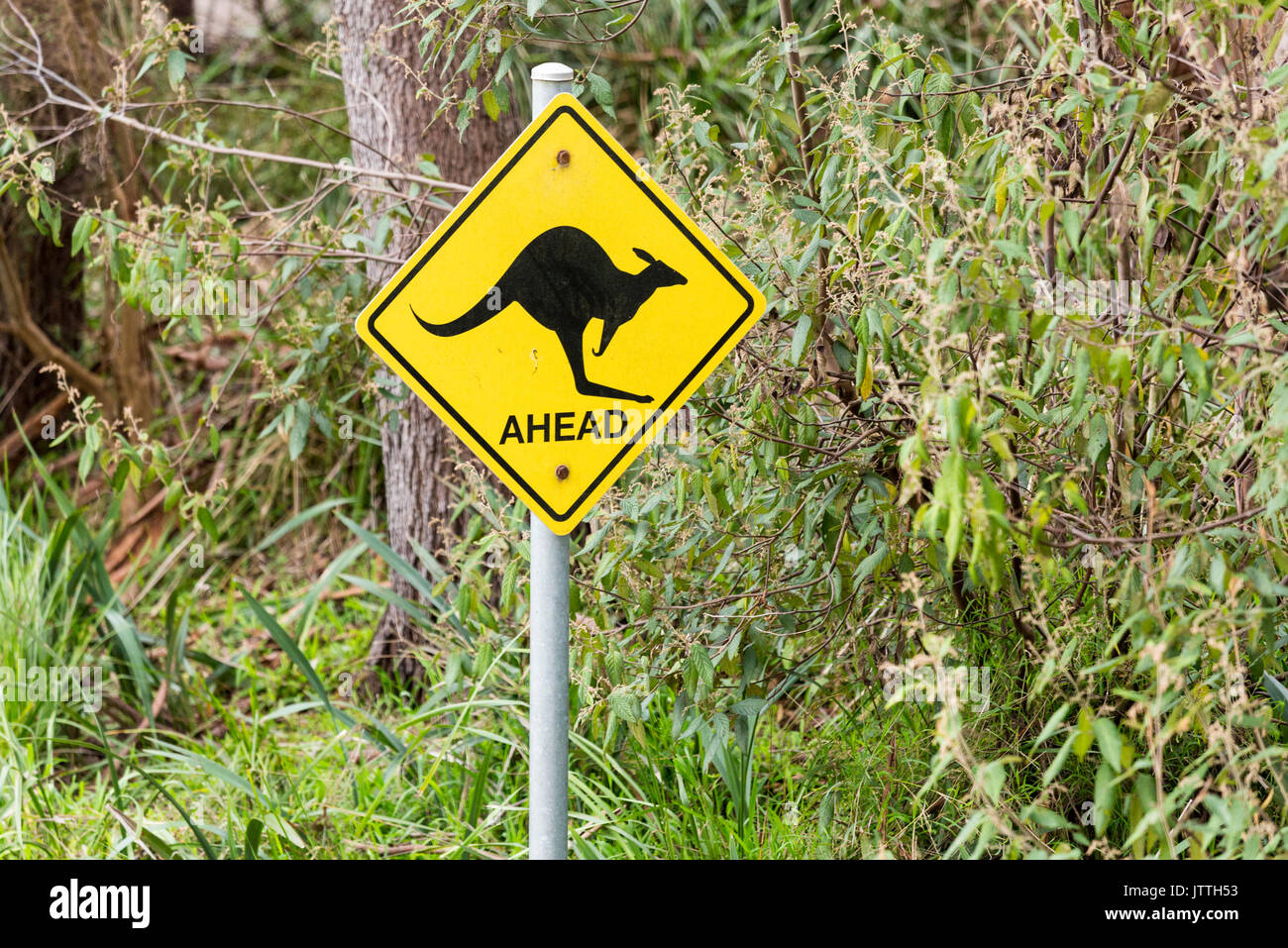 Kangaroos ahead road safety sign with Australian bushland background ...