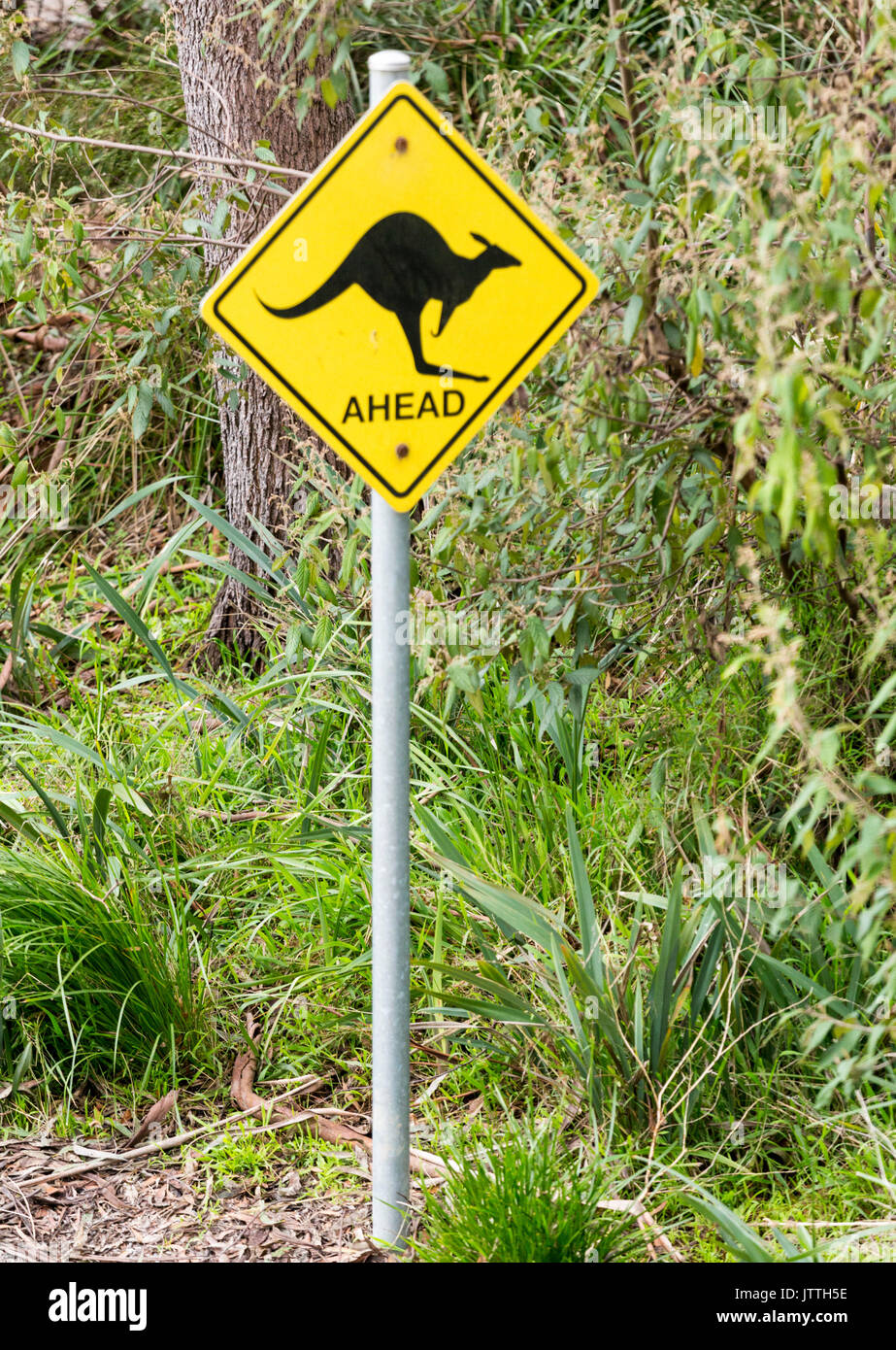 Kangaroos ahead road safety sign with Australian bushland background ...