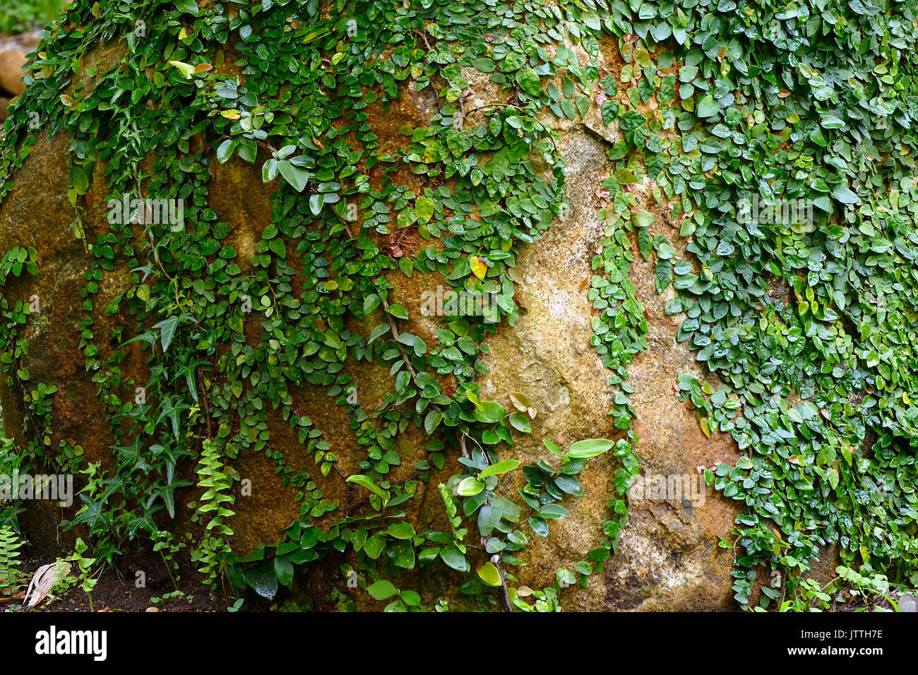 Creepers on a huge stone in a wet tropical area of South India Stock ...