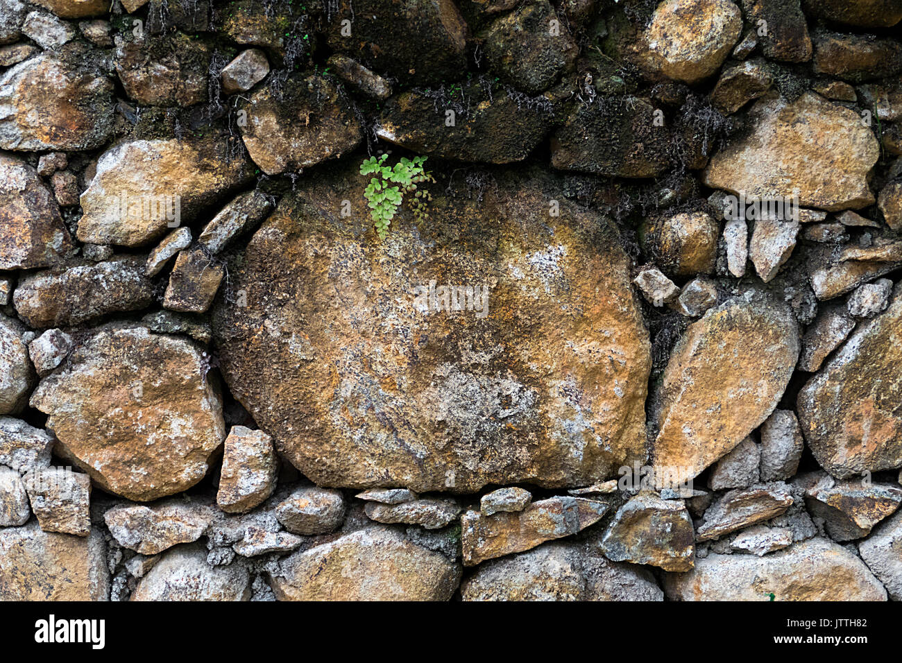 A small plant coming out of stacked stones with water oozing out of ...
