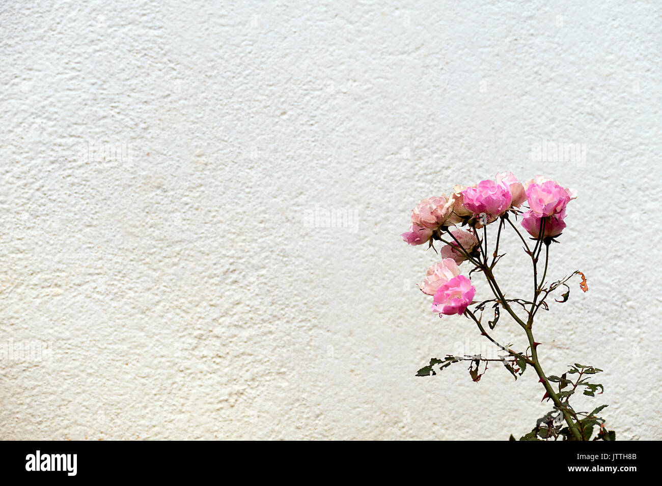 A pink rose plant against a white rough textured wall, composed in a ...