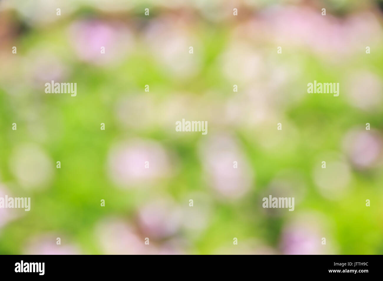 Abstract bokeh and blurred green nature background model is used to ...