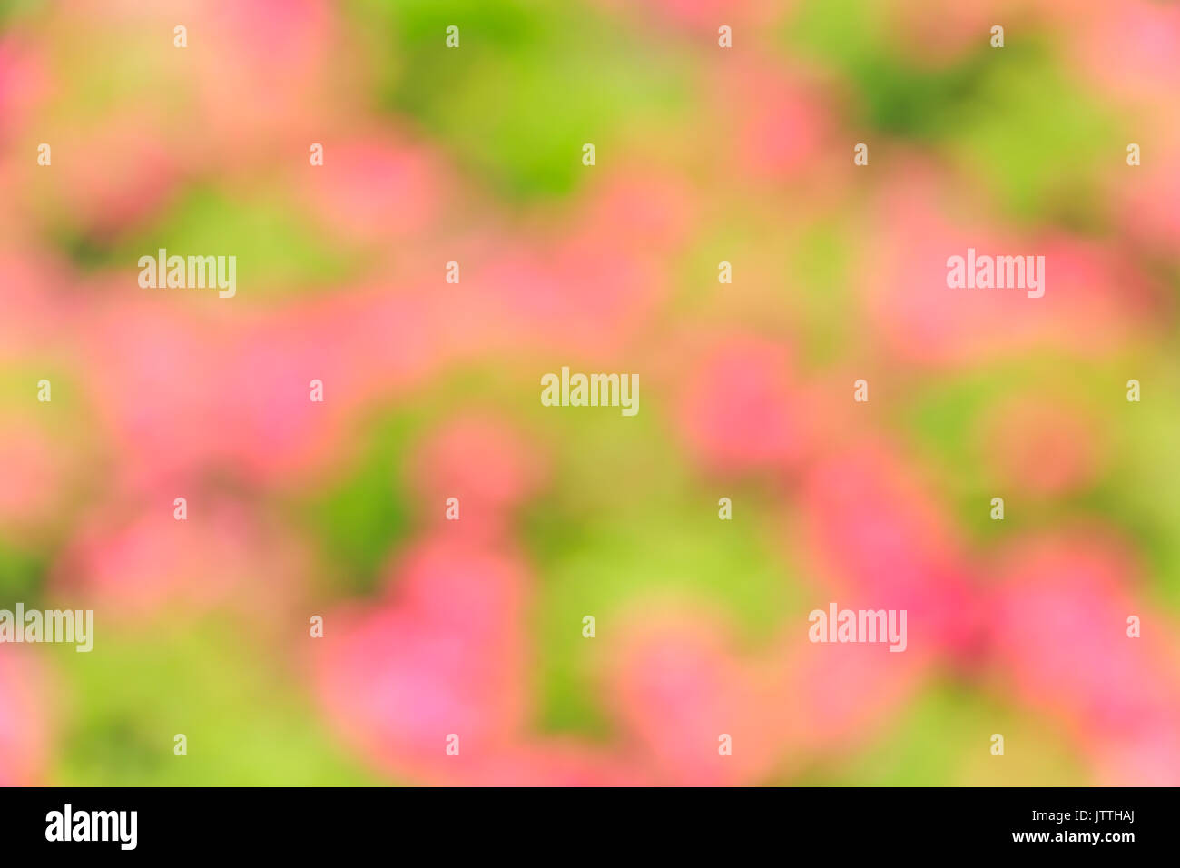 Abstract bokeh and blurred green nature background model is used to ...