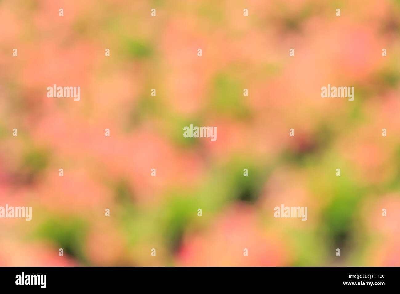 Abstract bokeh and blurred green nature background model is used to ...