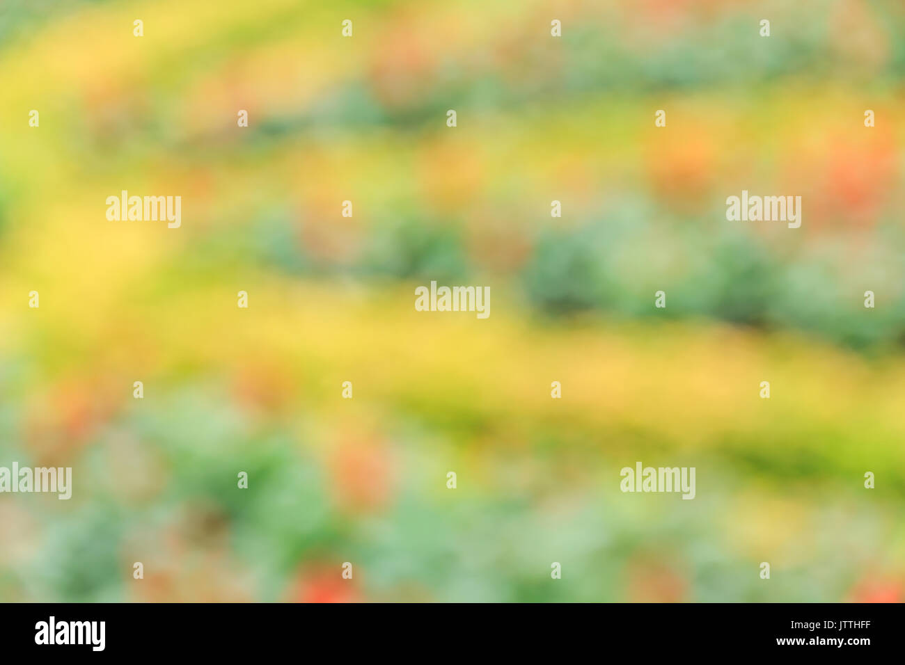 Abstract bokeh and blurred green nature background model is used to ...
