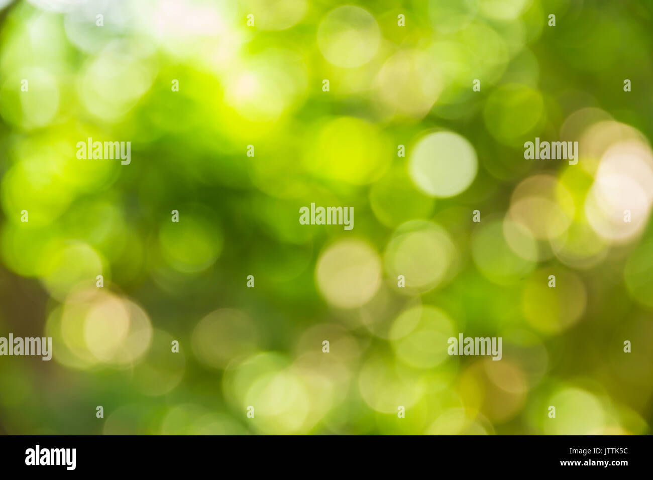 Abstract bokeh and blurred green nature background model is used to ...